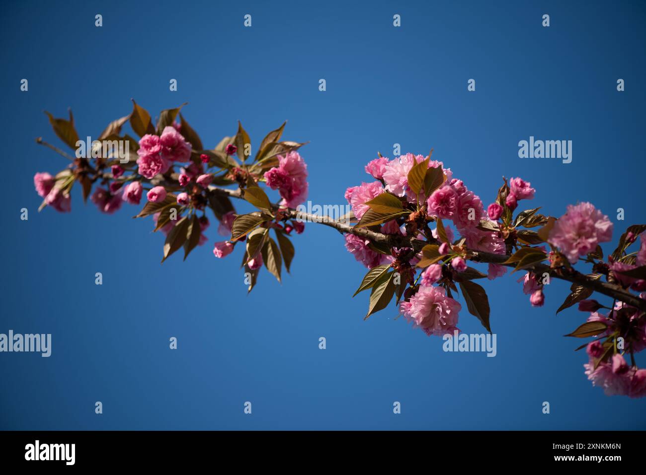WASHINGTON DC, United States — Kwanzan/Kanzan cherry trees display ...
