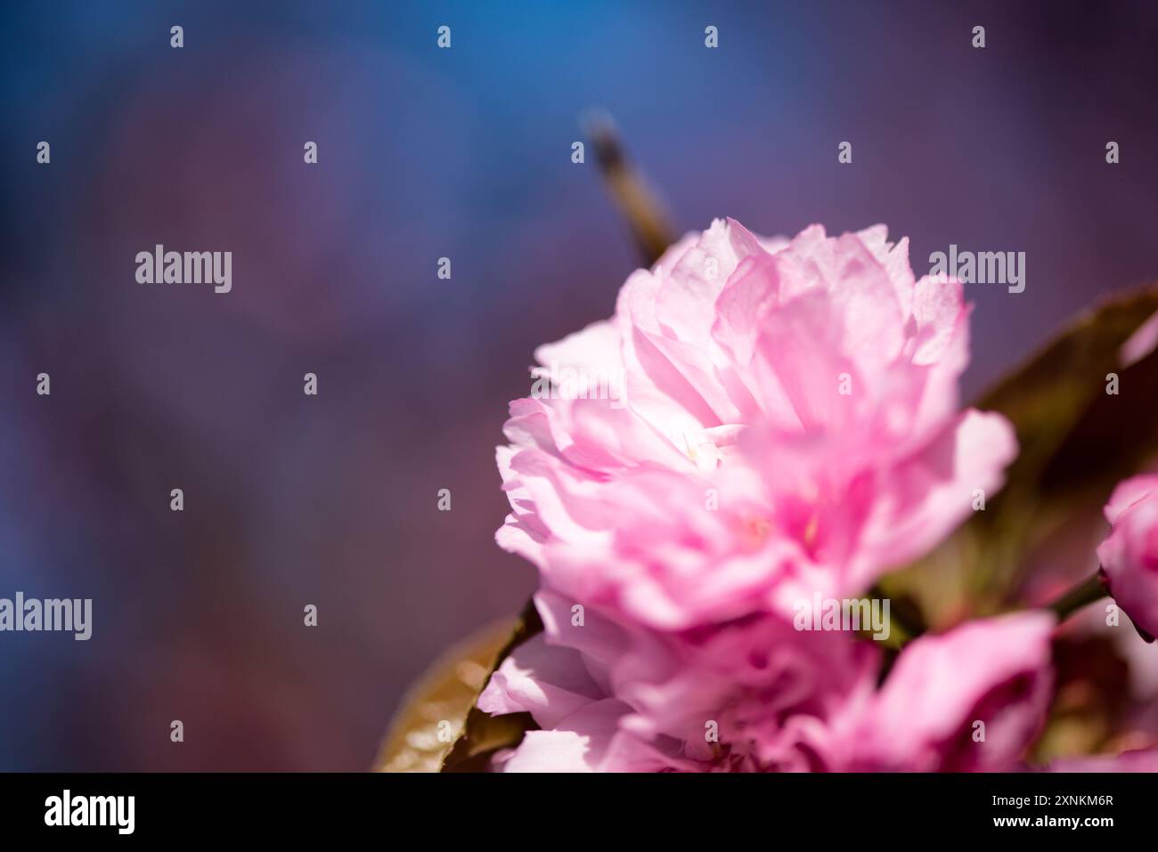 WASHINGTON DC, United States — Kwanzan/Kanzan cherry trees display ...