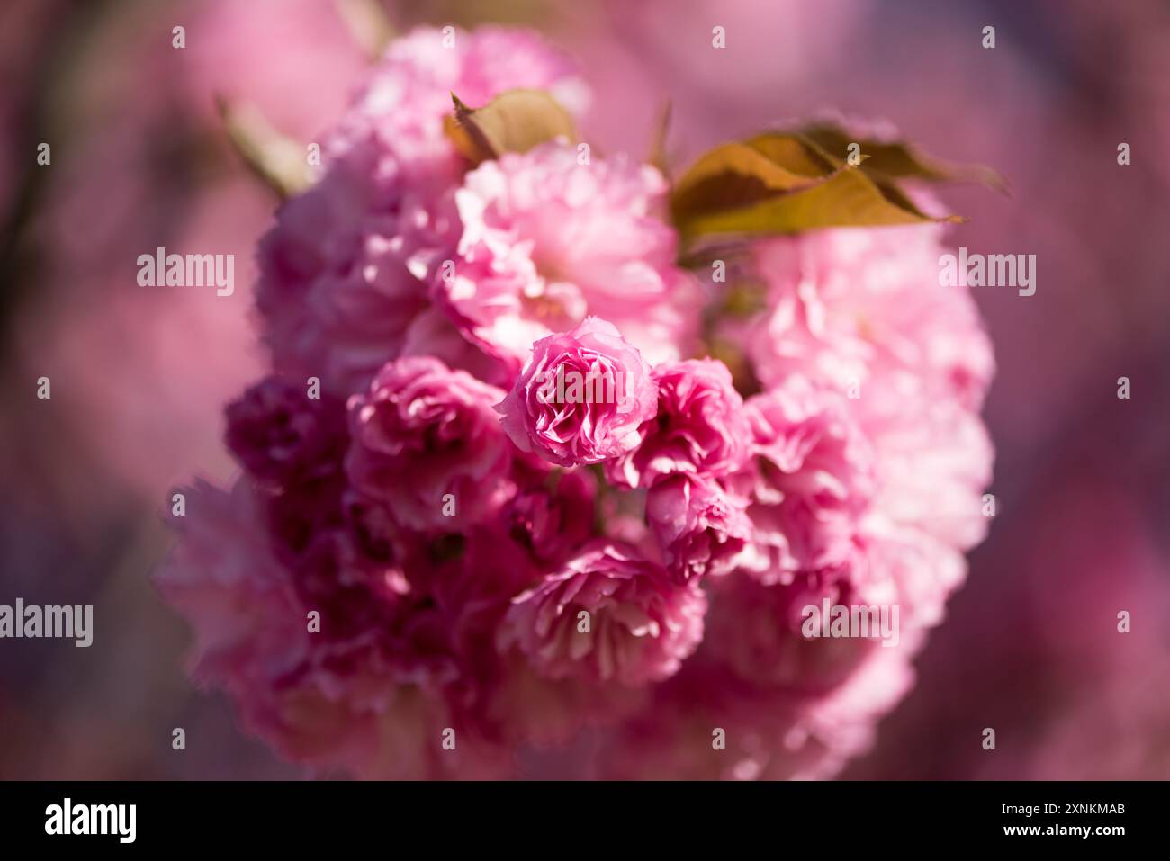 WASHINGTON DC, United States — Kwanzan/Kanzan cherry trees display ...