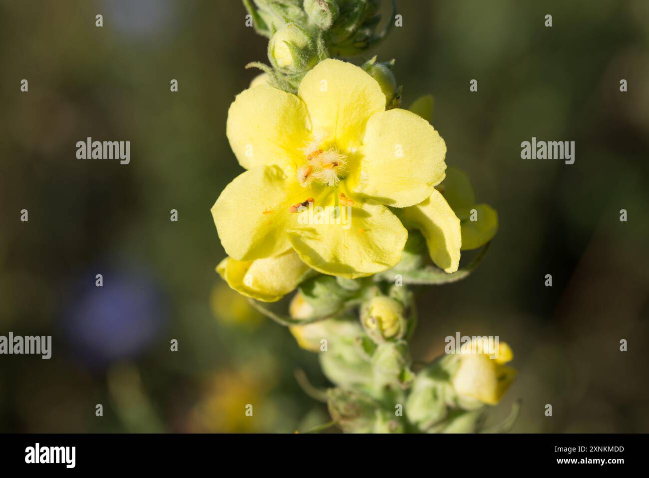 Common mullein flower hi-res stock photography and images - Alamy