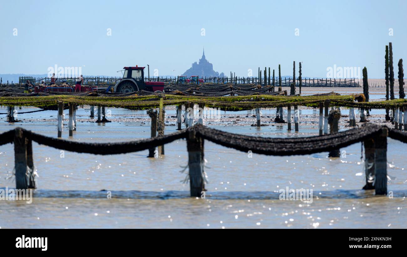 Mussel farming in the bay of Mont Saint-Michel. Cultivation of mussels ...