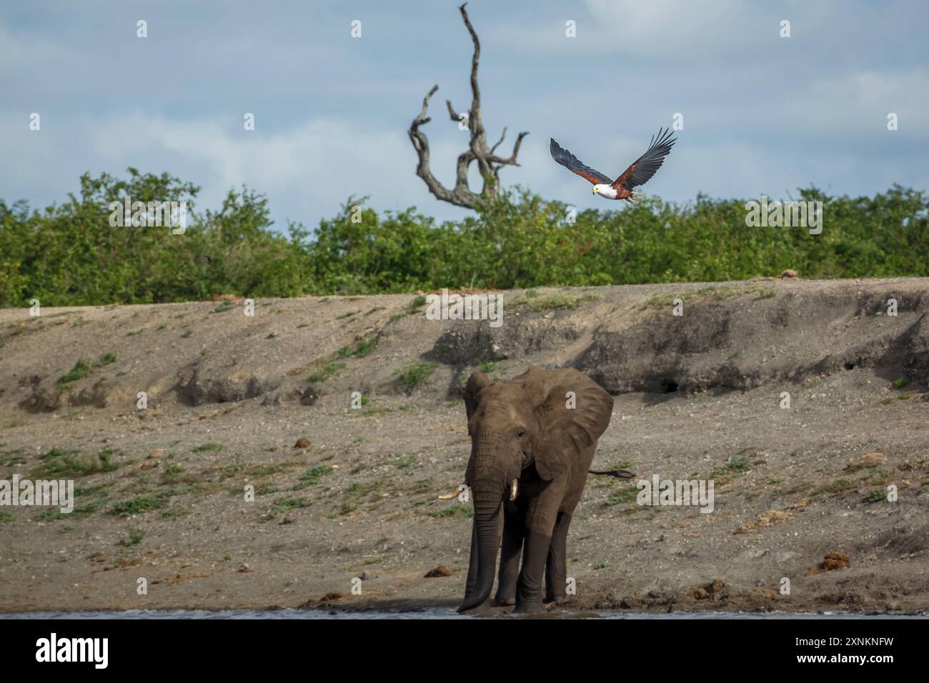 African fish eagle flying over elephant in Kruger National park, South ...