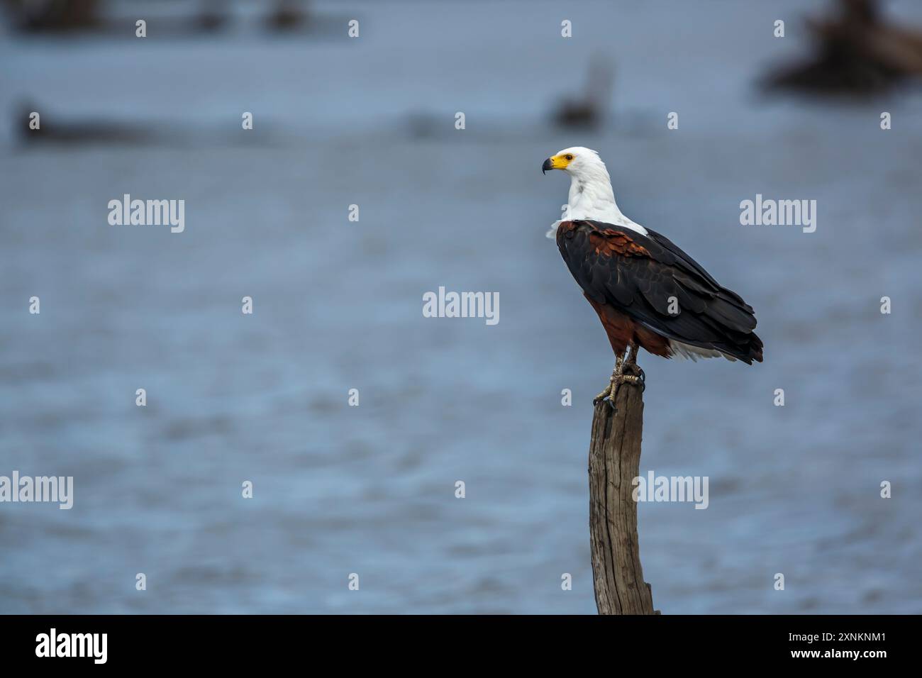African fish eagle standing on a log over water in Kruger National park ...