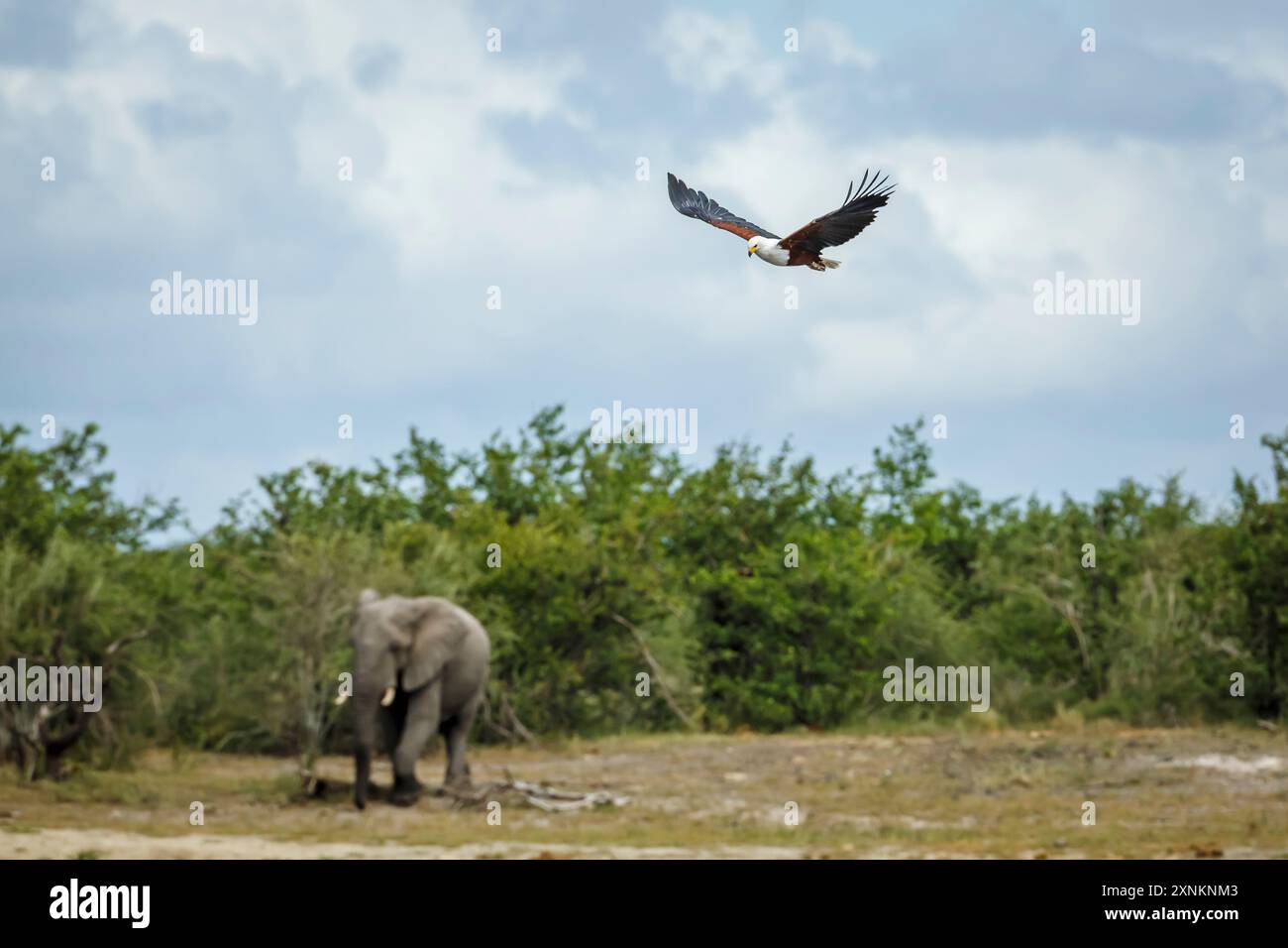 African fish eagle flying over elephant in Kruger National park, South ...