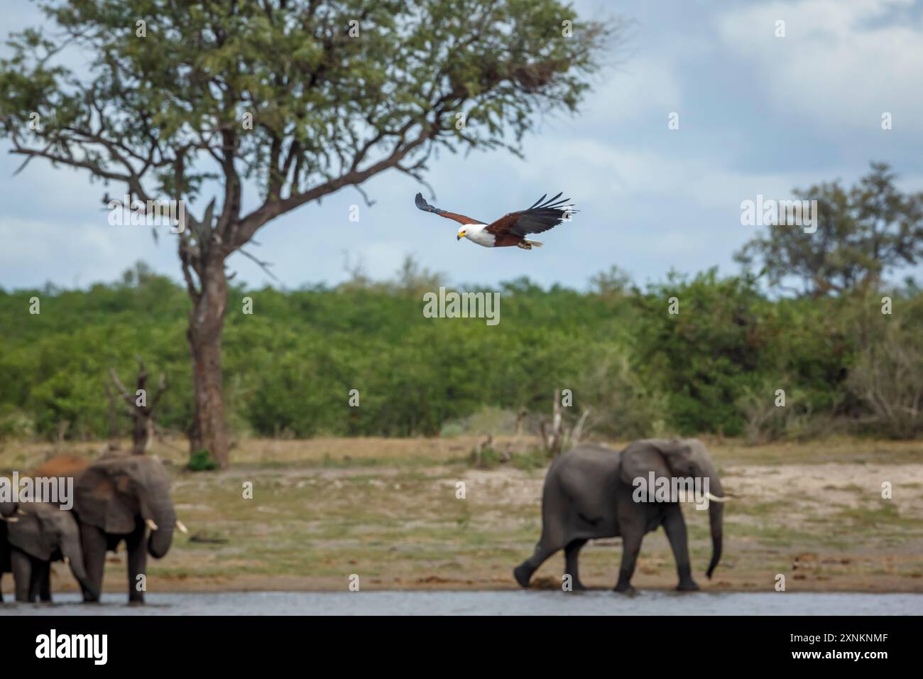 African fish eagle flying over elephant in Kruger National park, South ...