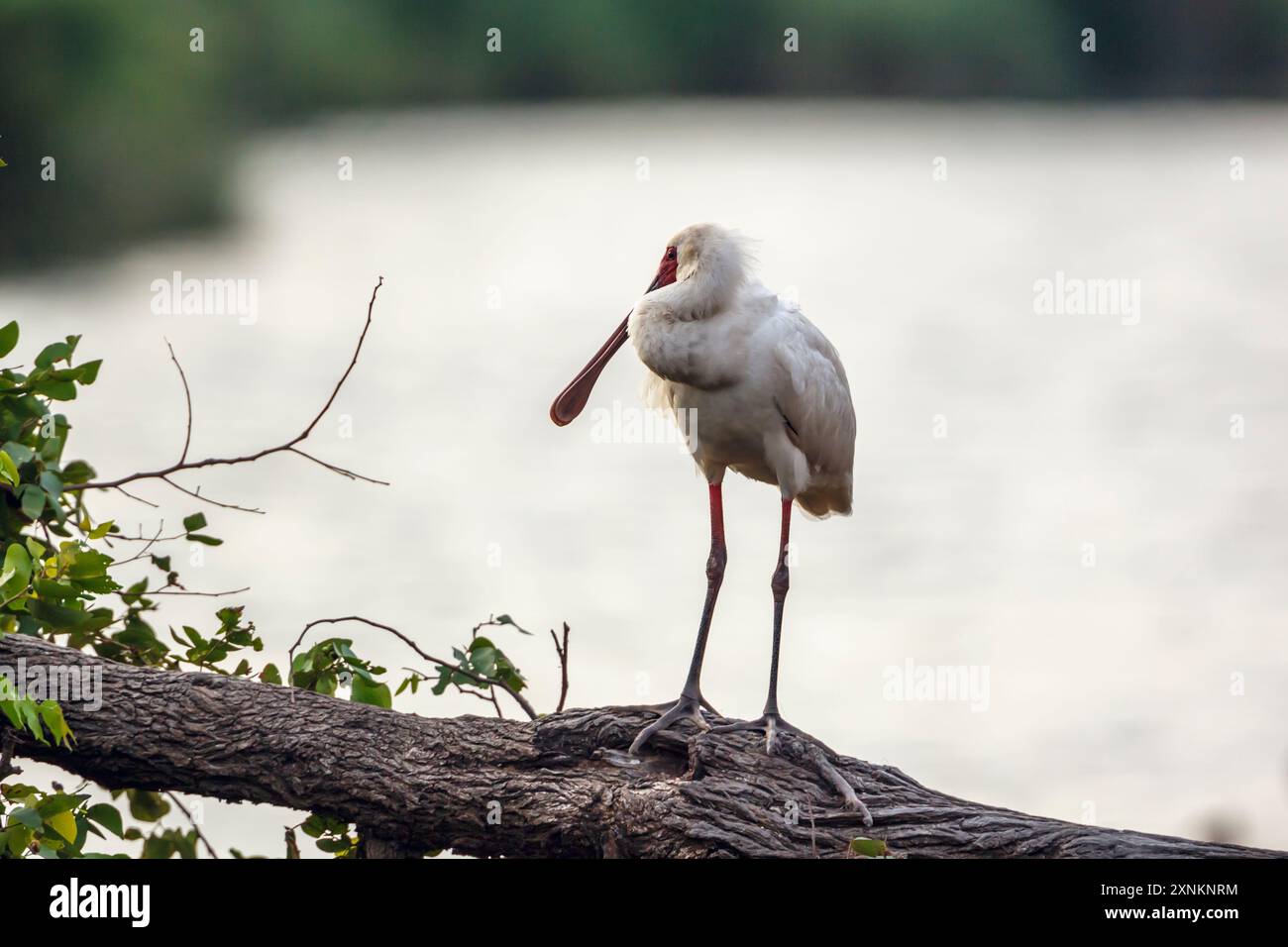 African spoonbill standing on a trunk in front of river in Kruger ...