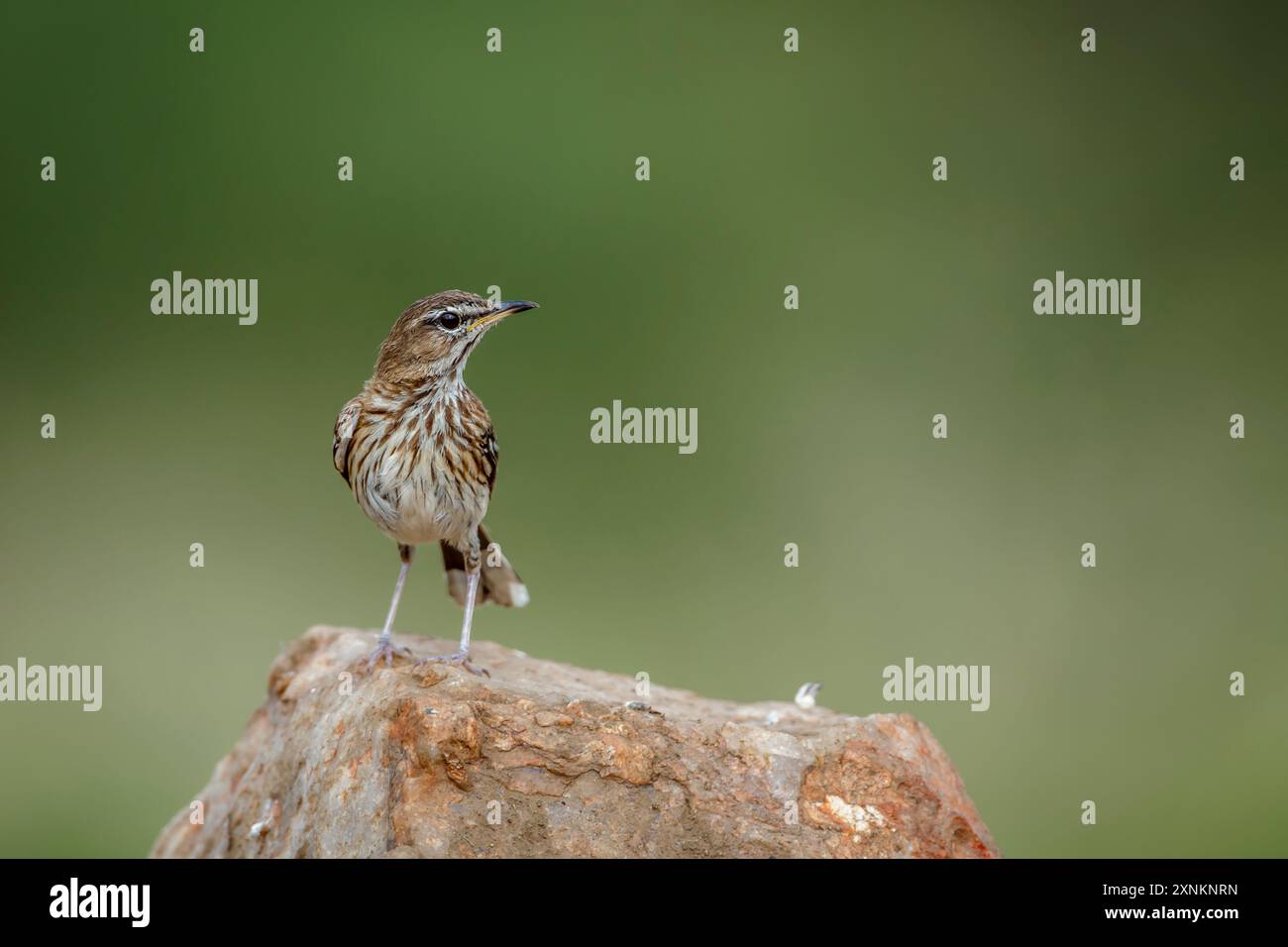 Anthus caffer hi-res stock photography and images - Alamy