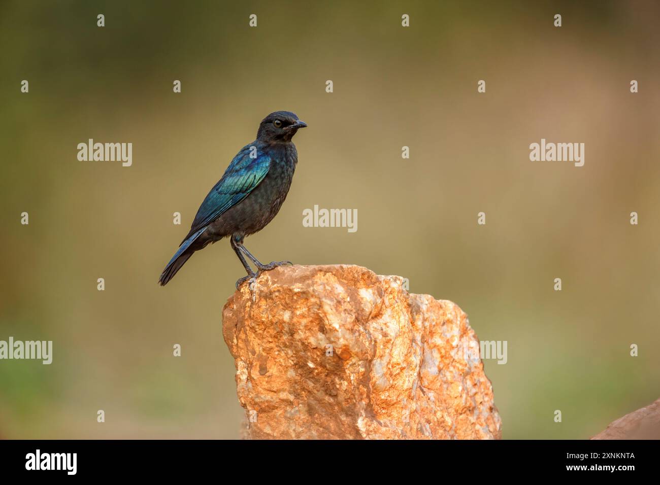 Cape Glossy Starling standing on a rock isolated in blur background in ...