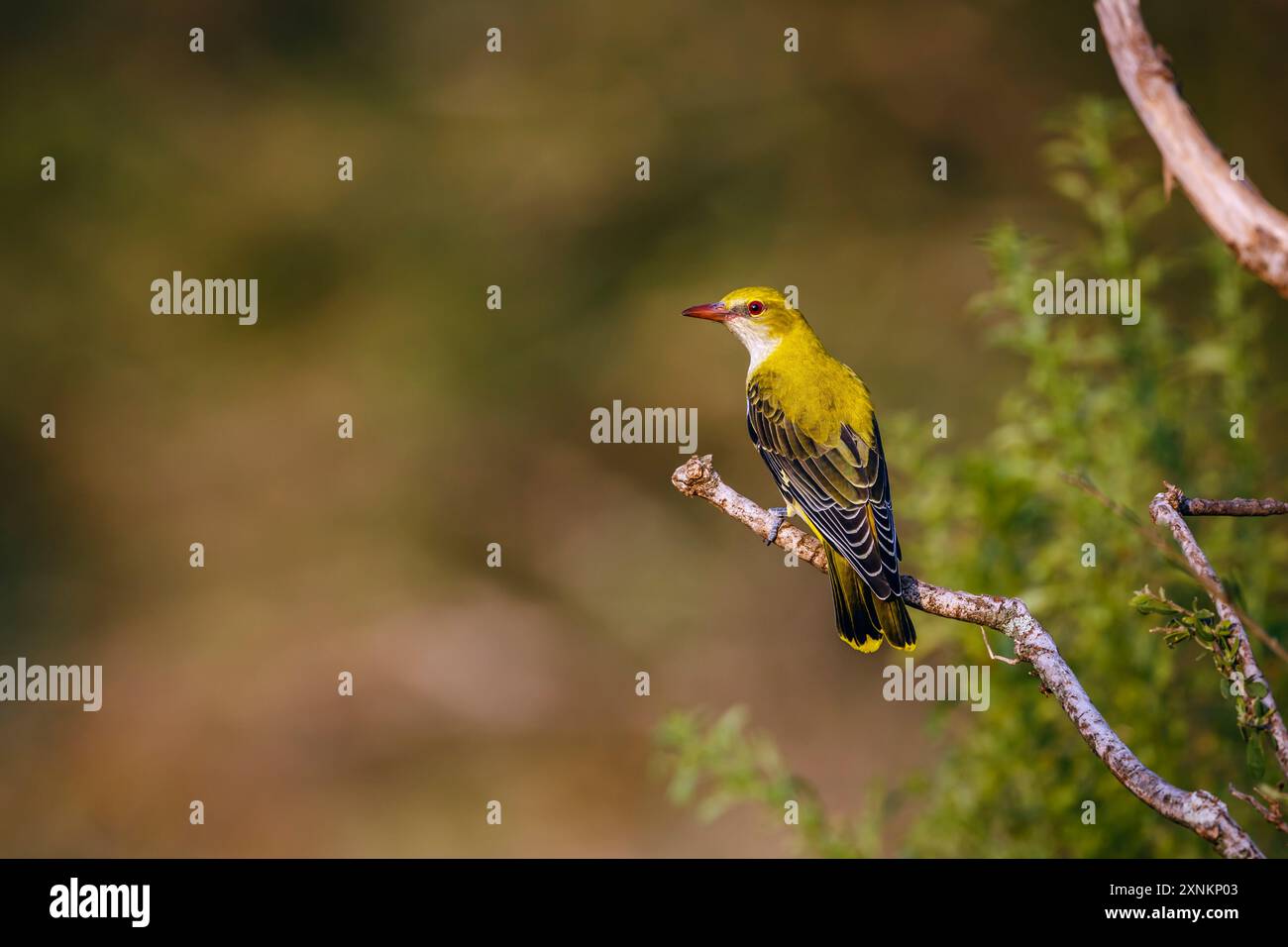 Eurasian Golden-Oriole standing rear view on a shrub in Kruger National ...