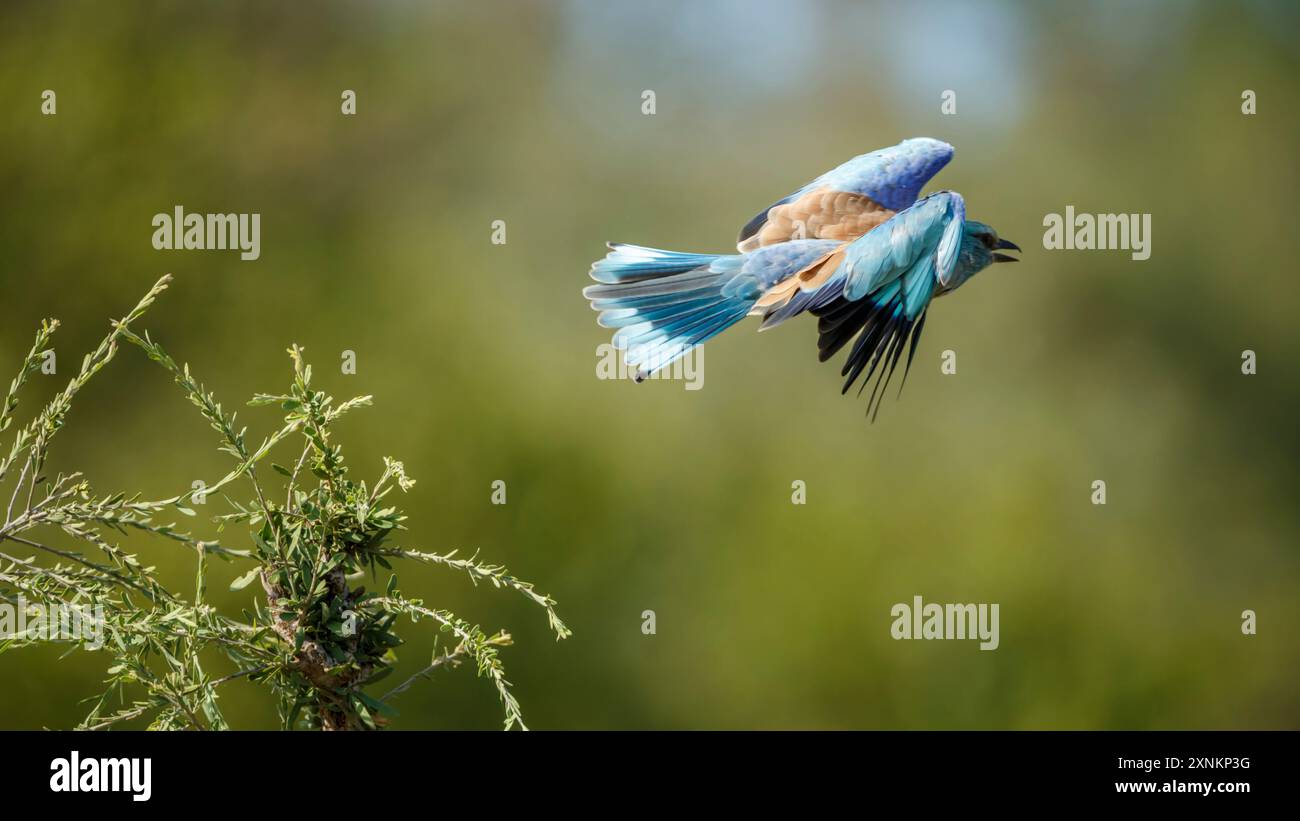 European Roller in flight isolated in natural background in Kruger ...