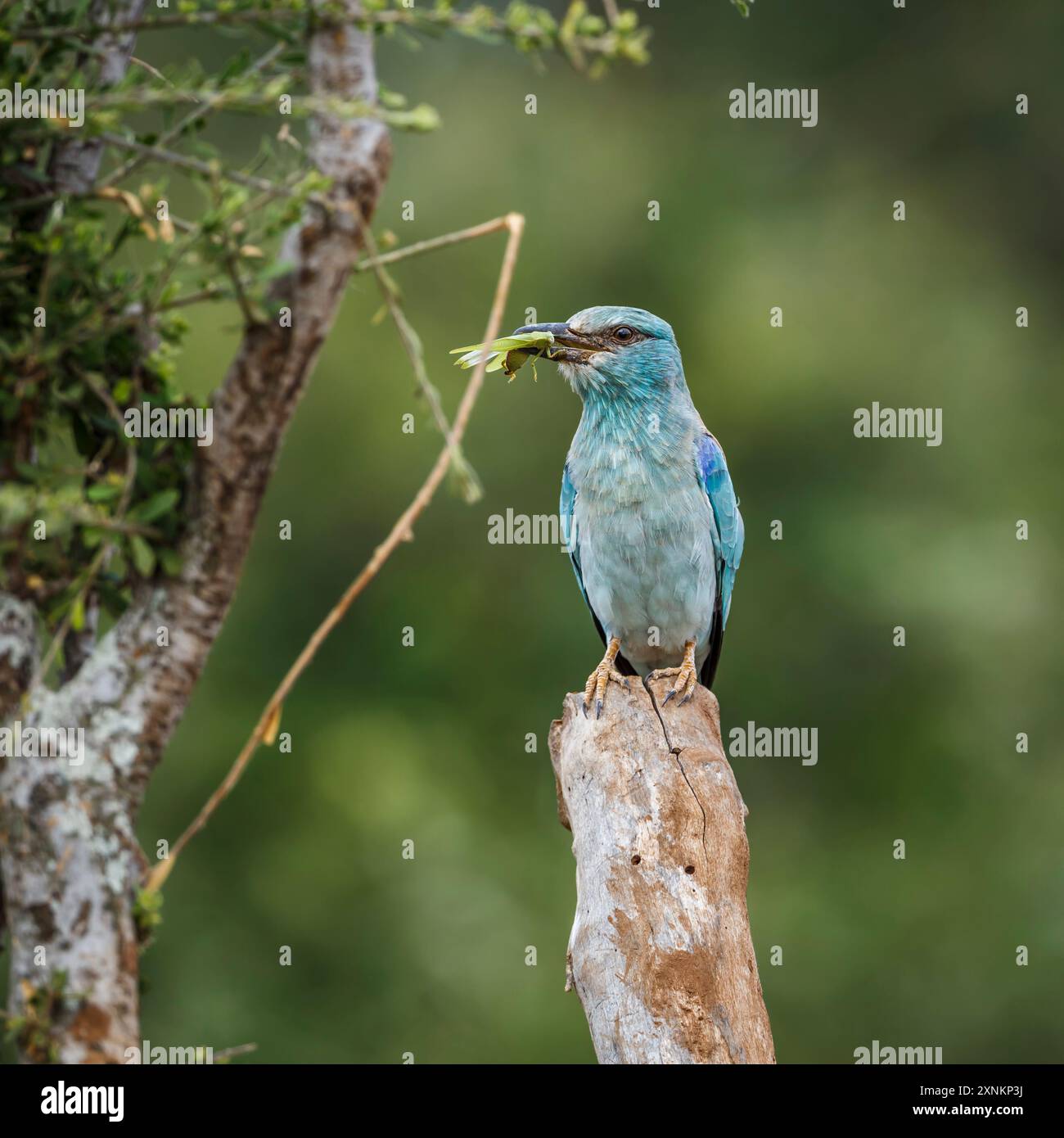 European Roller eating a grasshopper front view in Kruger National park ...