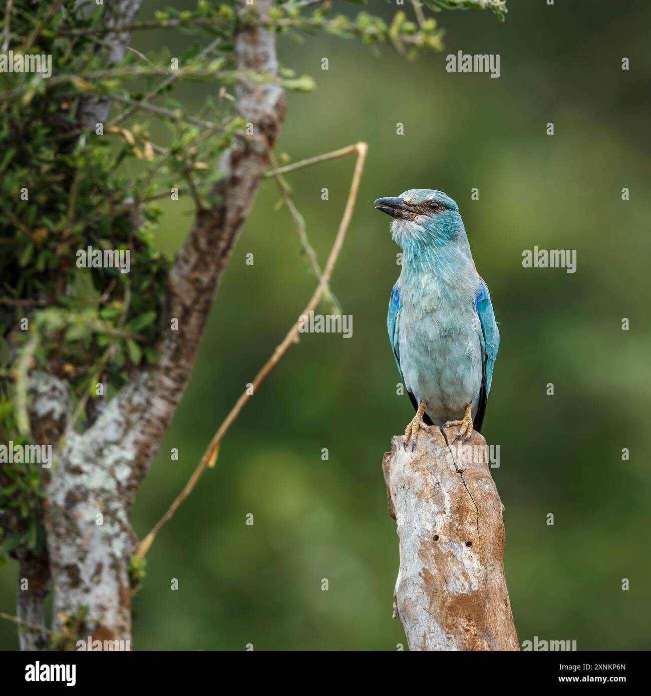 European Roller standing front view on a log isolated in natural ...
