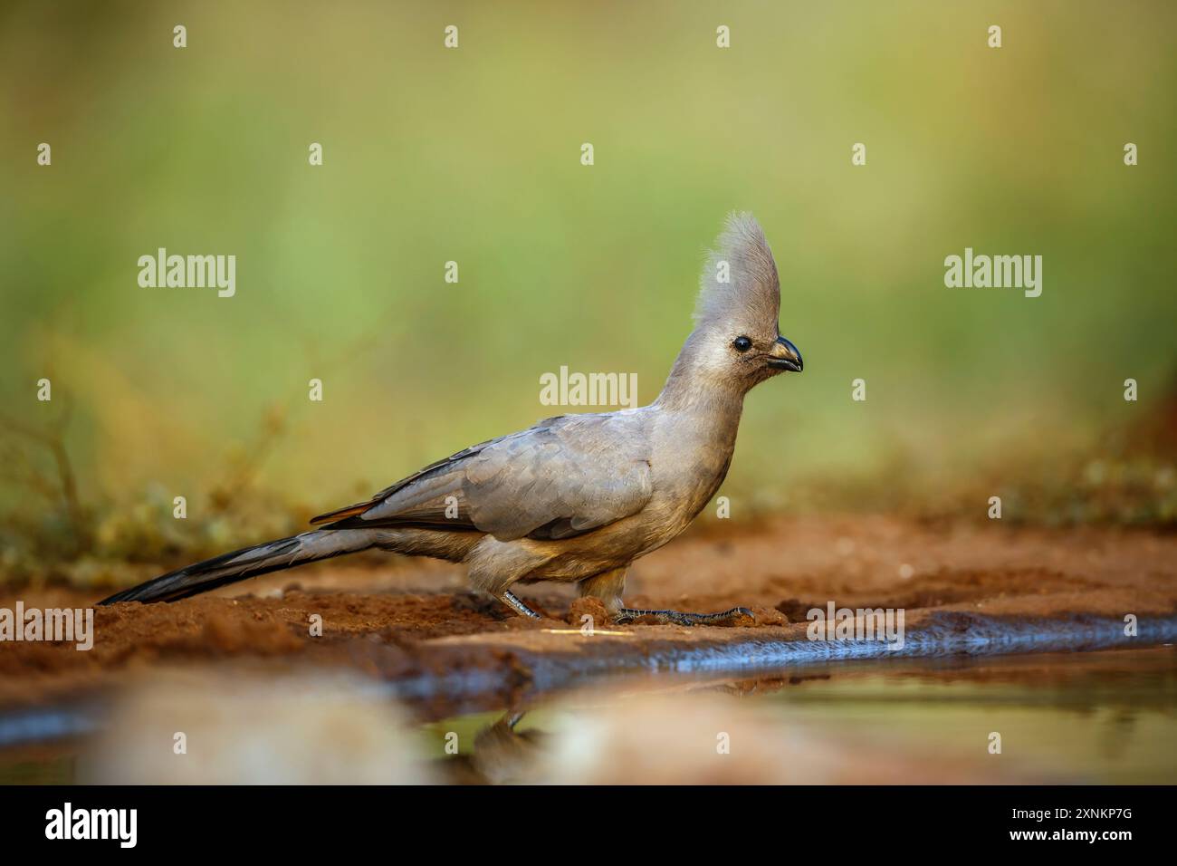 Grey go away bird along waterhole in Kruger National park, South Africa ...
