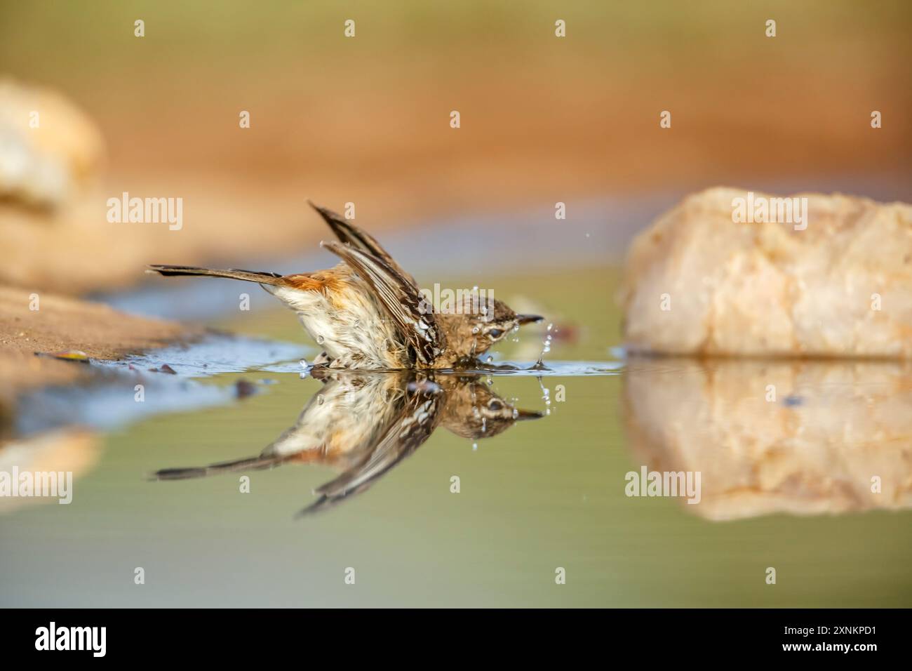Red backed Scrub Robin bathing in waterhole with reflection in Kruger ...