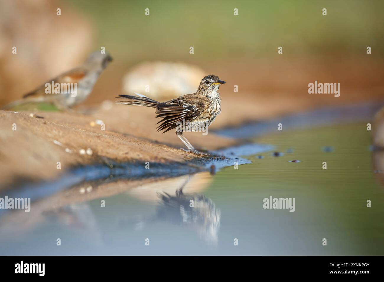 Red backed Scrub Robin along waterhole with reflection in Kruger ...