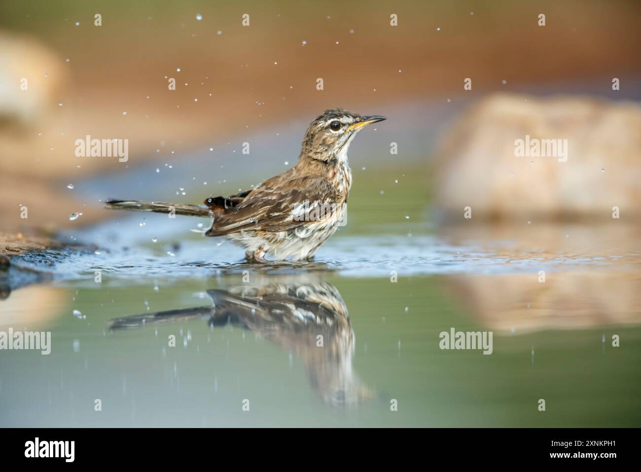 Red backed Scrub Robin bathing in waterhole with reflection in Kruger ...