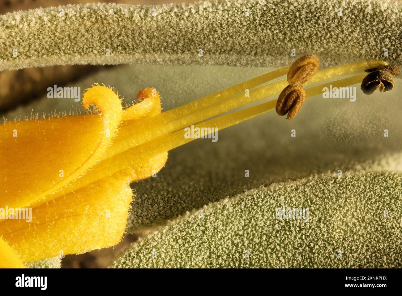 Close-up of Emu Bush (Eremophila glabra prostrate) flower and foliage ...
