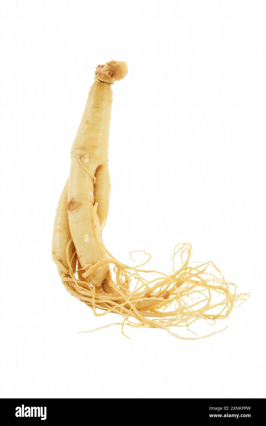 A single ginseng root with white background Stock Photo - Alamy