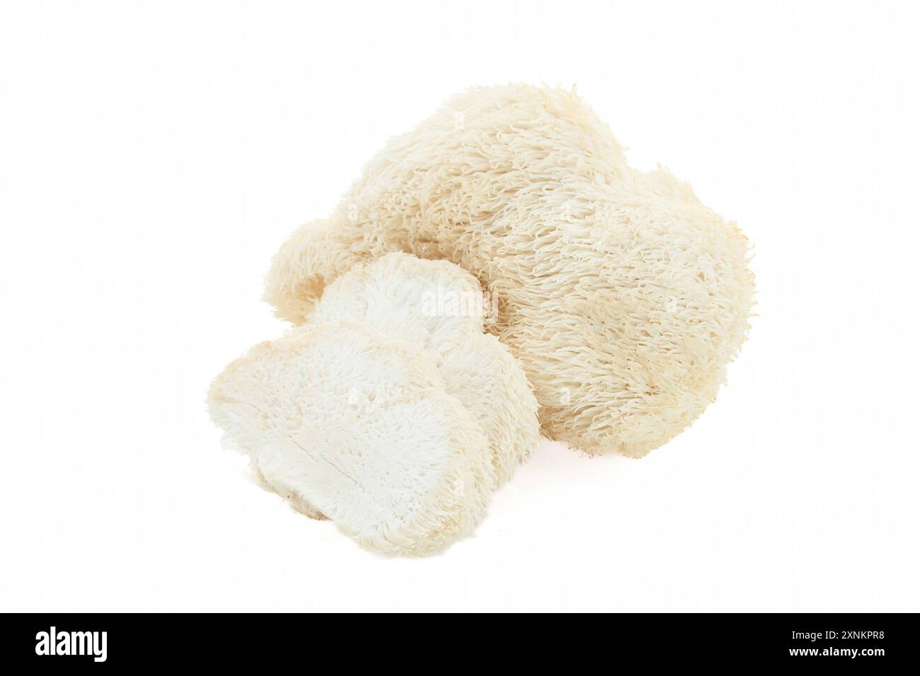 White Lion's Mane Mushroom, showcasing its unique hairy texture and ...