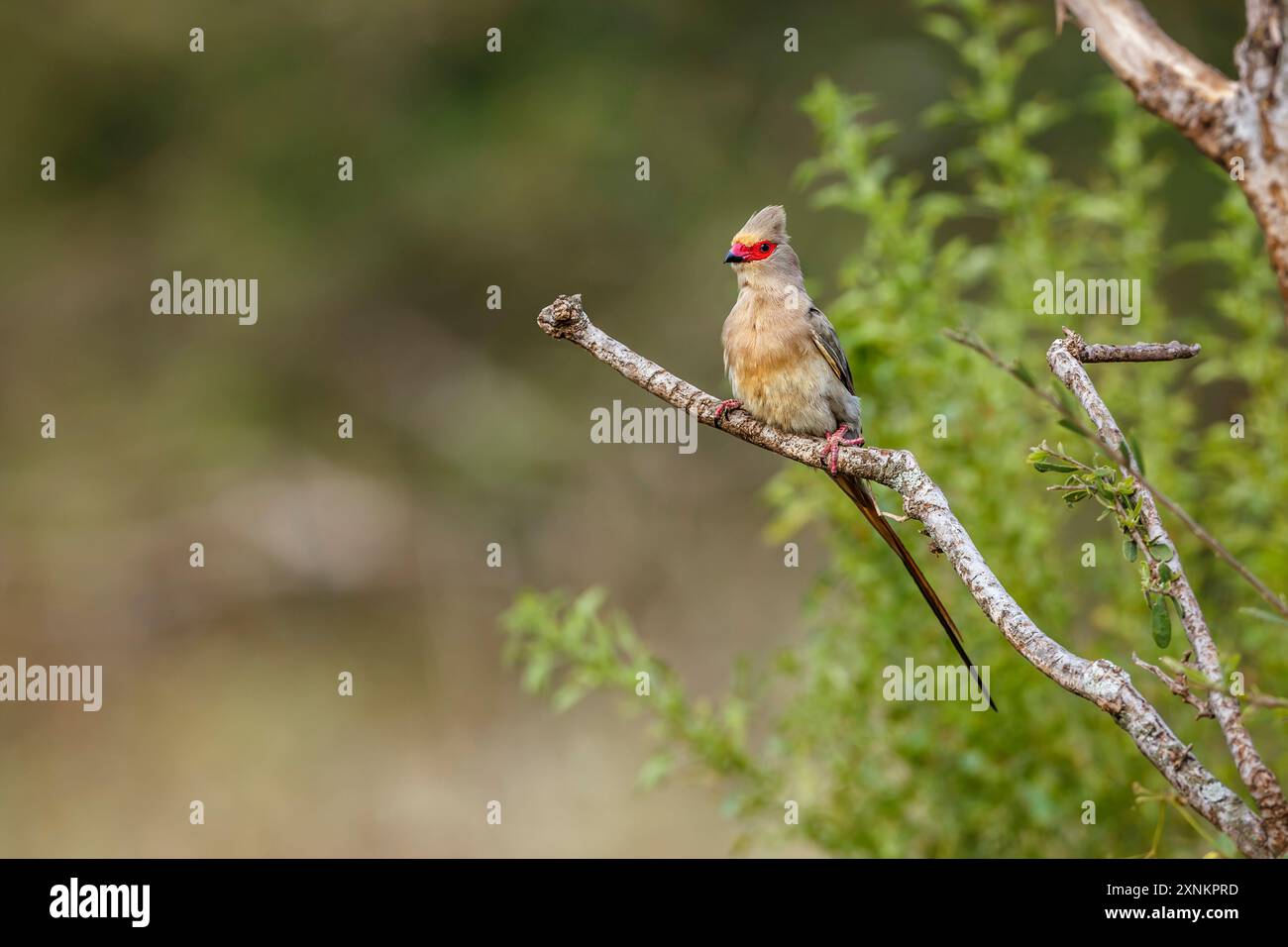 Red faced Mousebird standing on a shrub front view in Kruger National ...