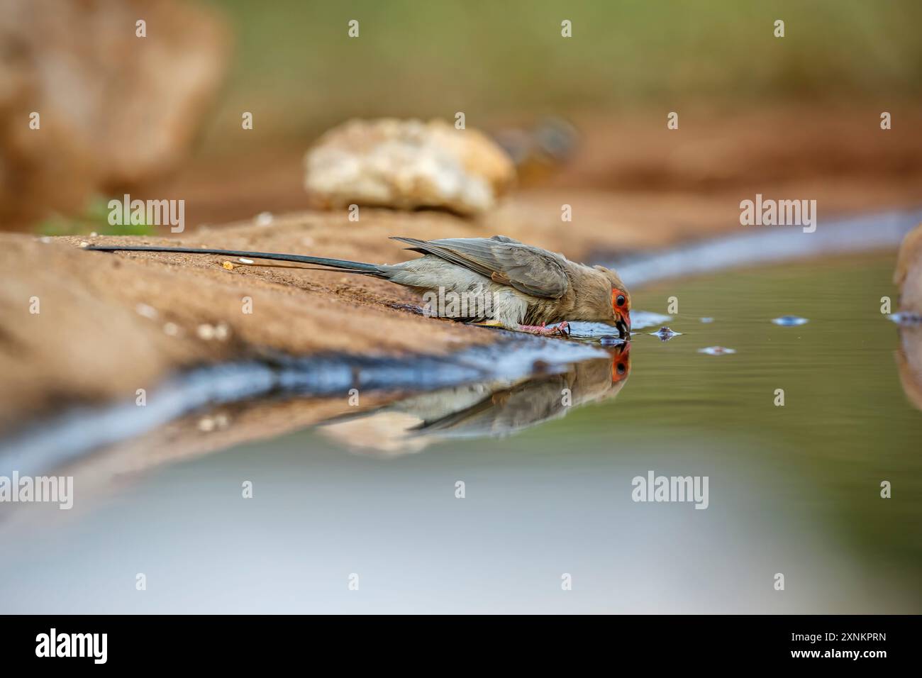 Red faced Mousebird drinking in waterhole with reflection in Kruger ...