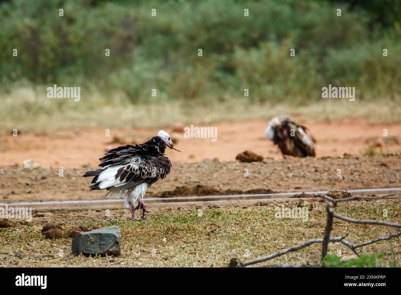 White headed Vulture playing with a wood stick in Kruger National park ...
