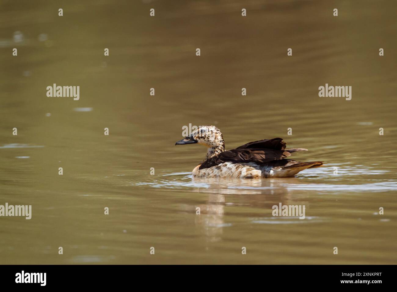 White-backed Duck swimming in lake in Kruger National park, South ...