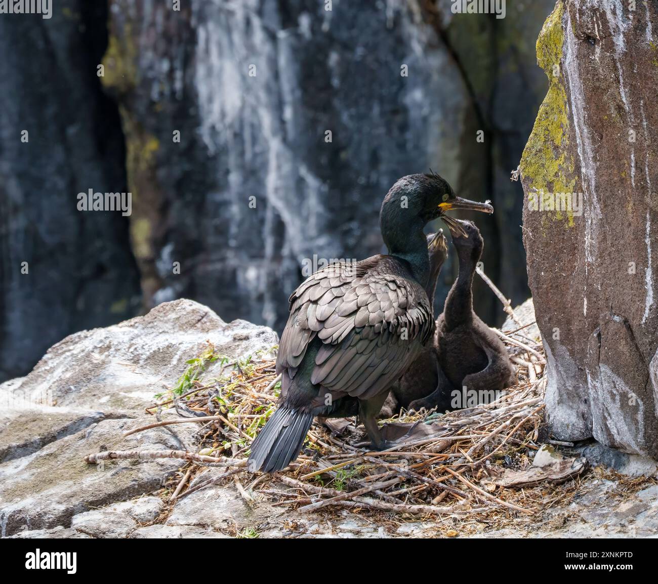 Shag mother hi-res stock photography and images - Alamy
