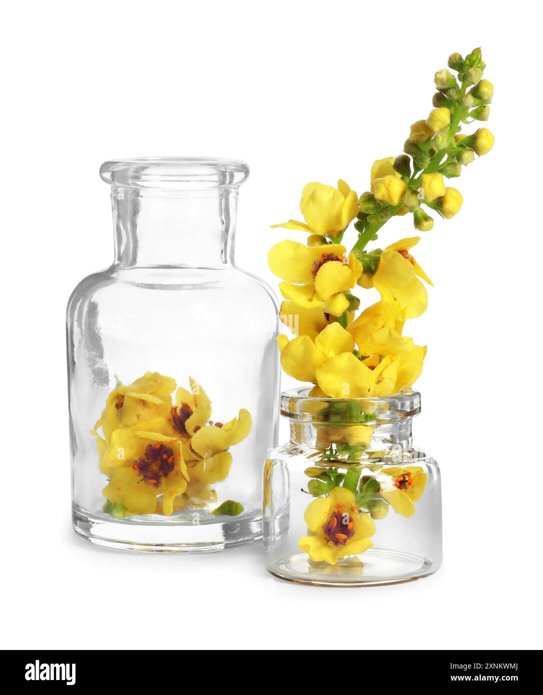 Beautiful mullein hi-res stock photography and images - Alamy