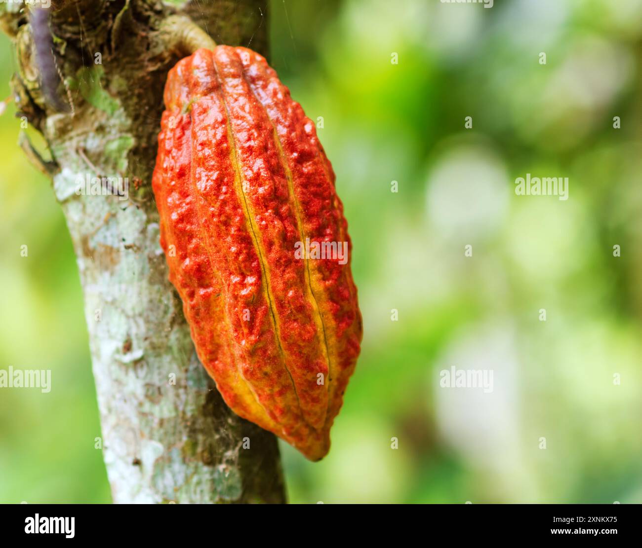 Cacao pod growth hi-res stock photography and images - Alamy