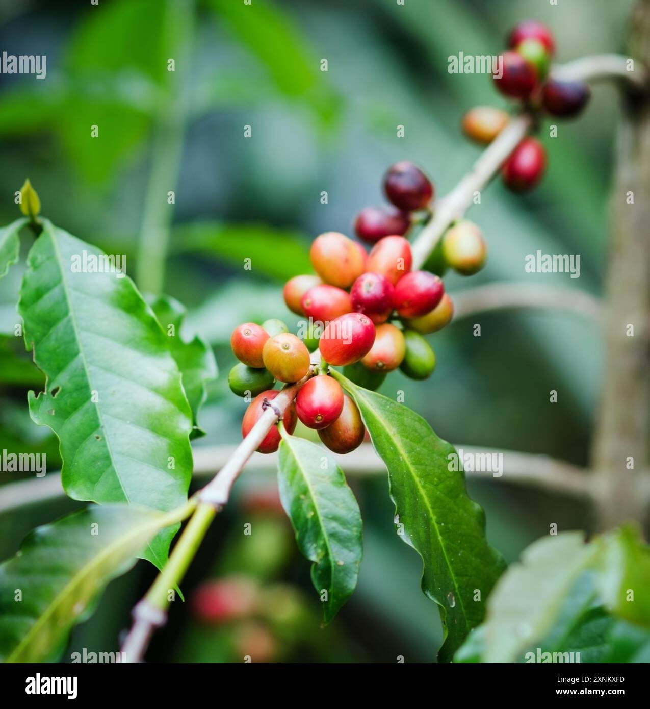 Coffee beans on the branch. Robusta Coffee Stock Photo - Alamy