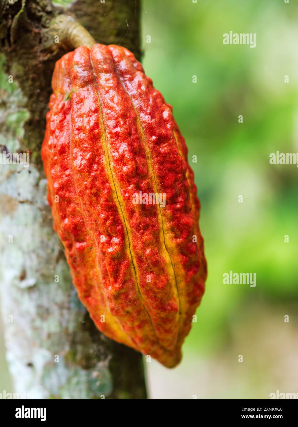 Fat cacao bean hi-res stock photography and images - Alamy