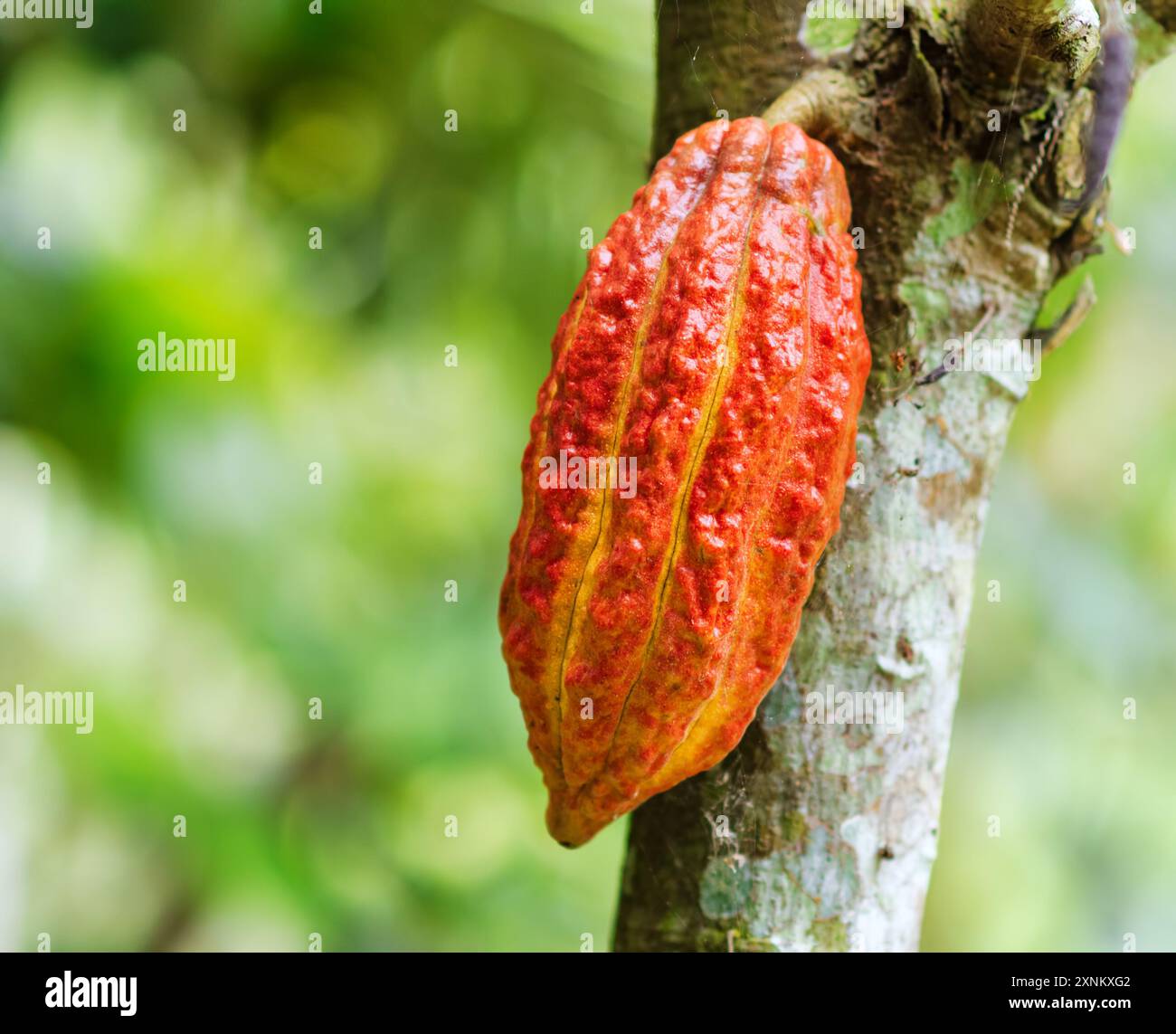 Fat cacao bean hi-res stock photography and images - Alamy