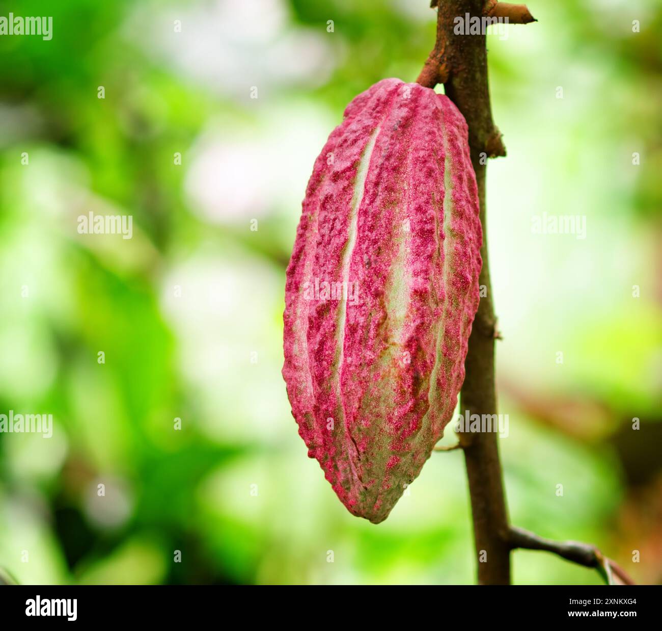 Cacao bean forest hi-res stock photography and images - Alamy