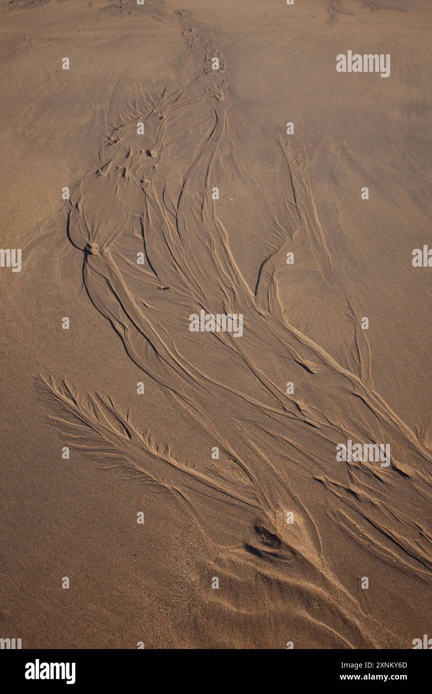 Freshwater rill on beach hi-res stock photography and images - Alamy