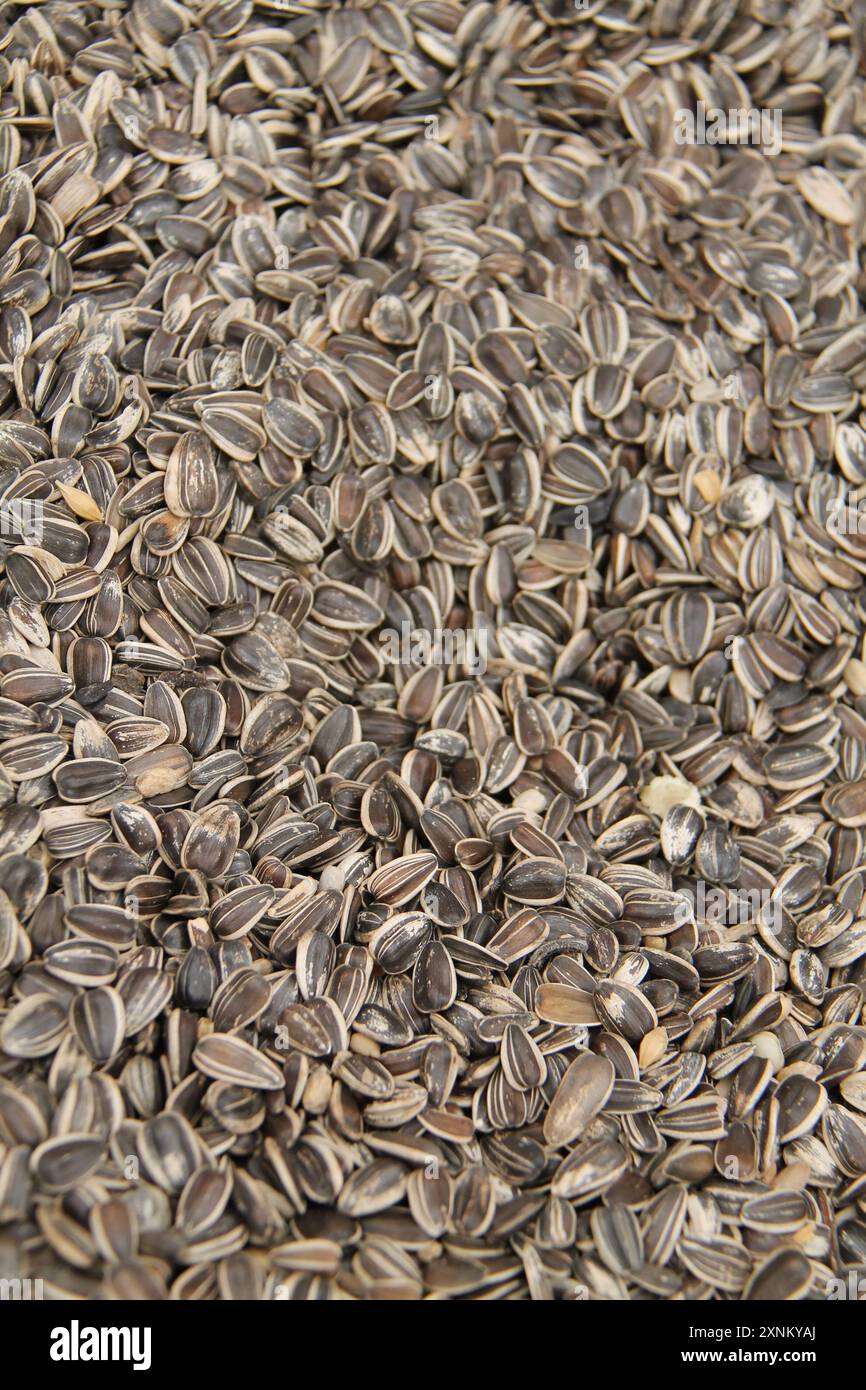 A Textured Background Image of Sunflower Seeds Stock Photo - Alamy