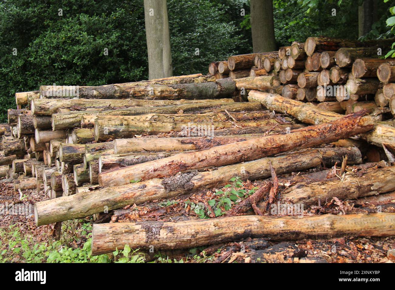 Woodland stack hi-res stock photography and images - Alamy