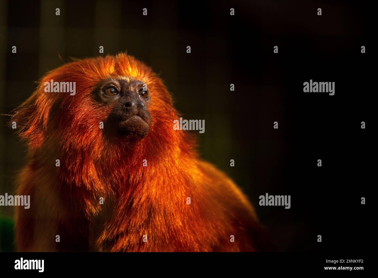 Golden Lion tamarin (Leontopithecus rosalia) at Itatiba Zoo, São Paulo ...