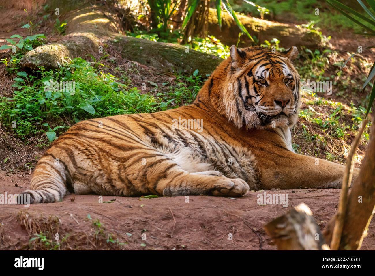 Siberian tiger at Itatiba Zoo Park, São Paulo, Brazil Stock Photo - Alamy