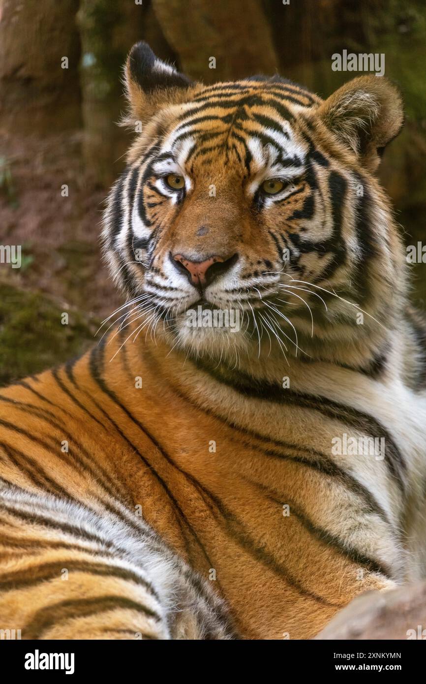 Siberian tiger at Itatiba Zoo Park, São Paulo, Brazil Stock Photo - Alamy