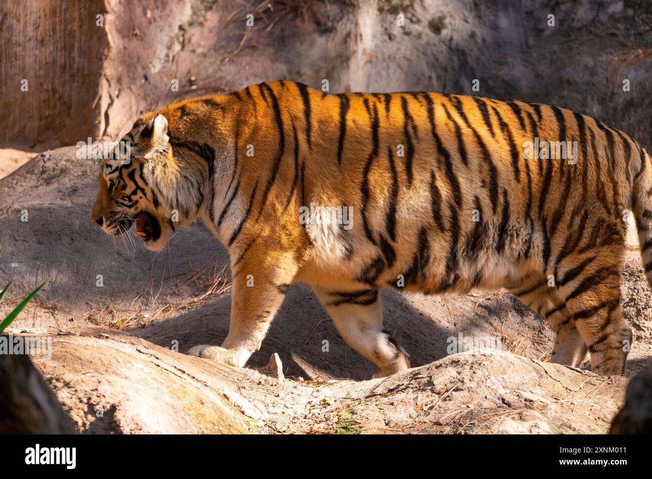 Siberian tiger at Itatiba Zoo Park, São Paulo, Brazil Stock Photo - Alamy