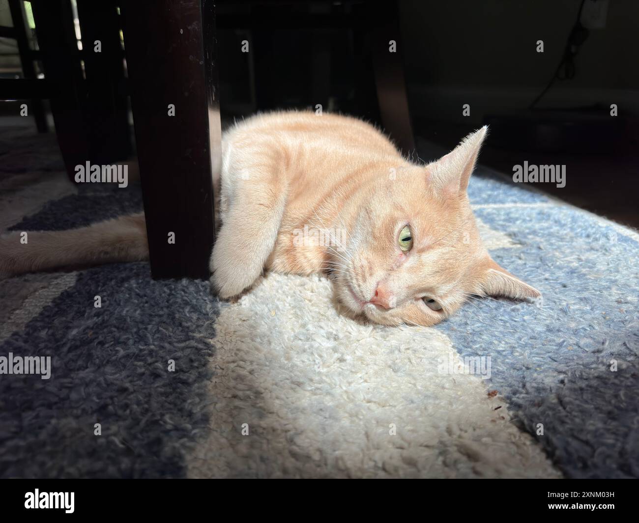 A large, buff-colored male cat with his ears back and green eyes open ...