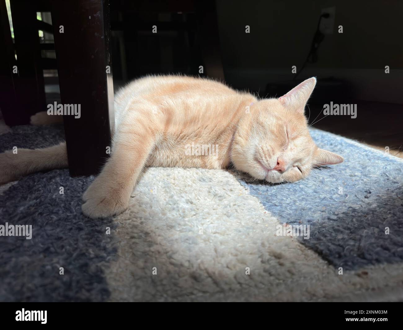 A large, buff-colored male cat lying on his side, smiling contentedly ...