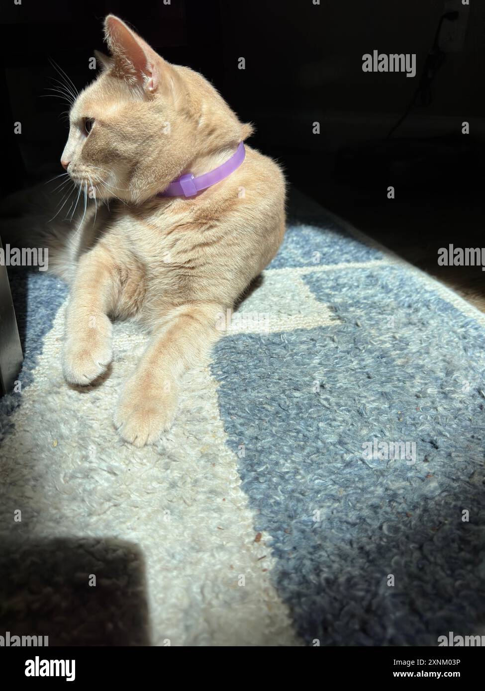 A large, buff-colored male cat is lying upright in the patch of ...