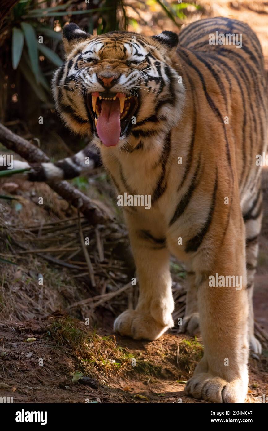 Siberian tiger at Itatiba Zoo Park, São Paulo, Brazil Stock Photo - Alamy