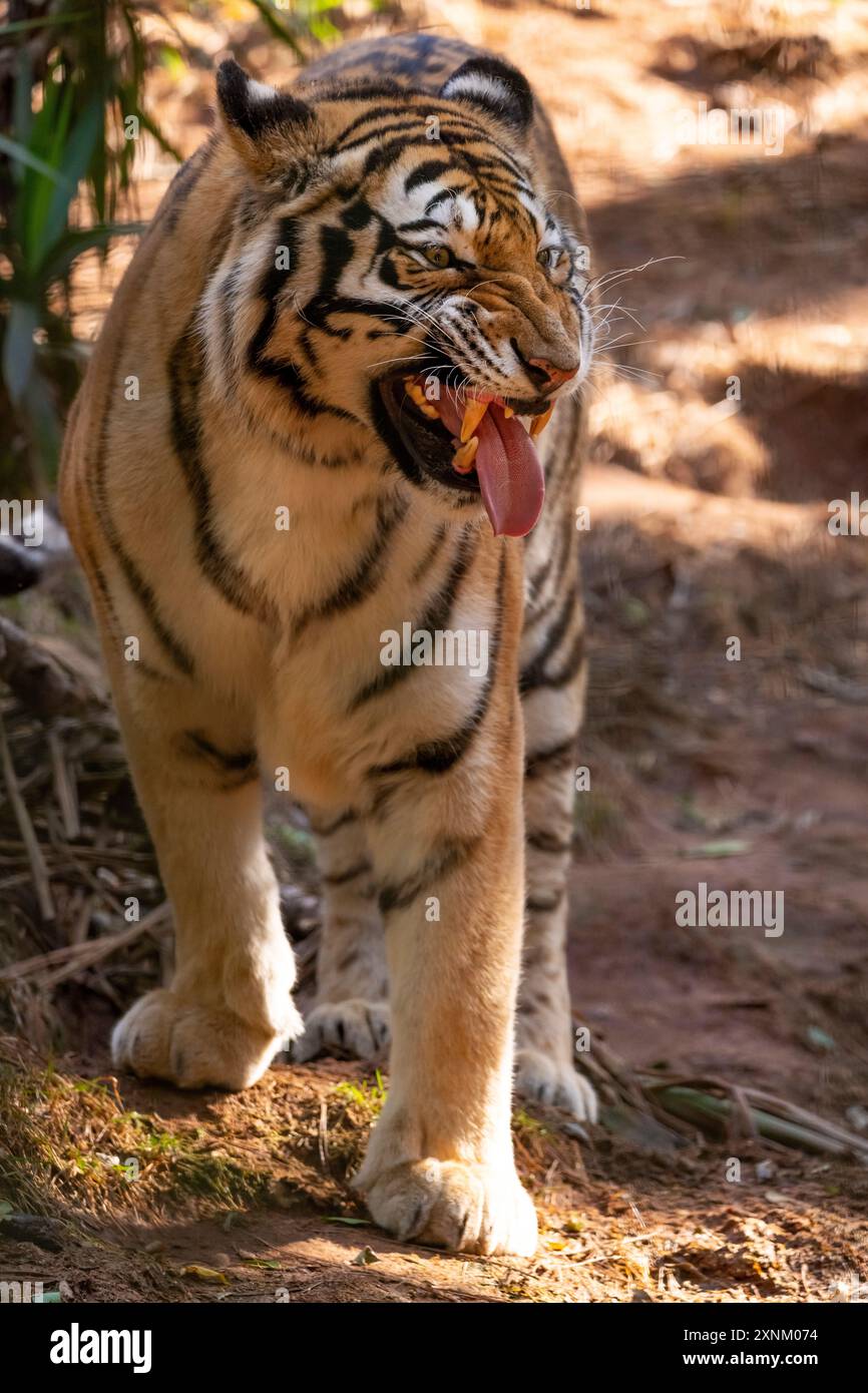 Siberian tiger at Itatiba Zoo Park, São Paulo, Brazil Stock Photo - Alamy