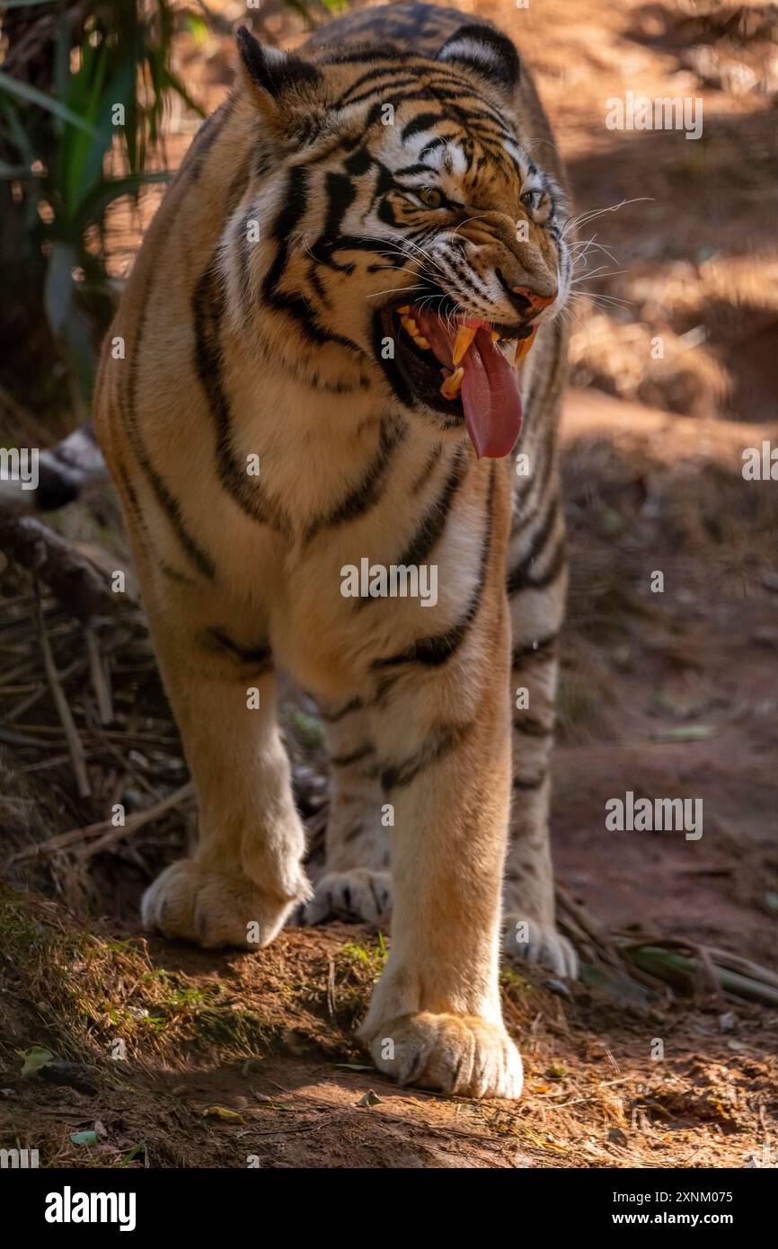 Siberian tiger at Itatiba Zoo Park, São Paulo, Brazil Stock Photo - Alamy