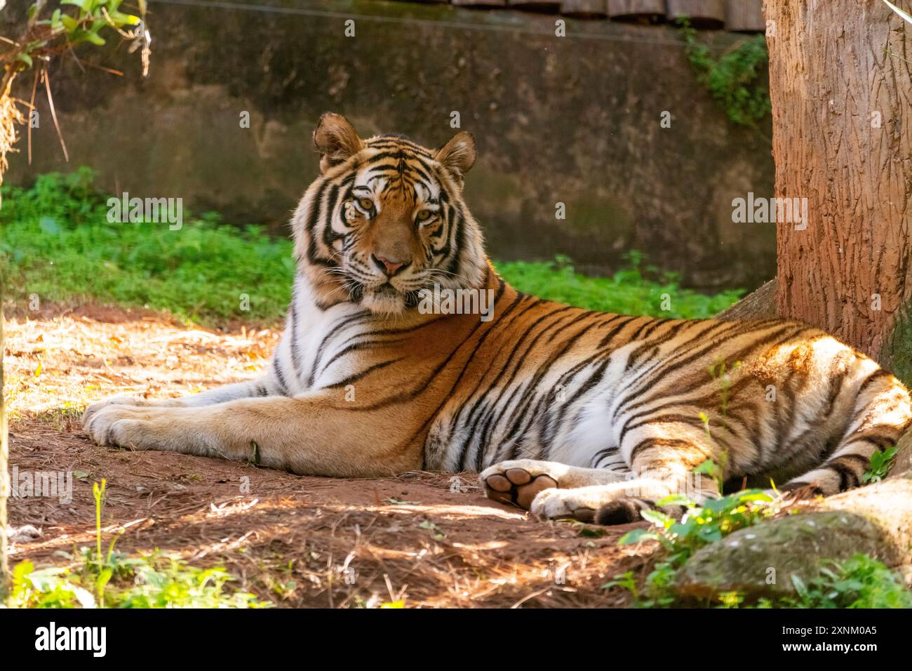 Siberian tiger at Itatiba Zoo Park, São Paulo, Brazil Stock Photo - Alamy