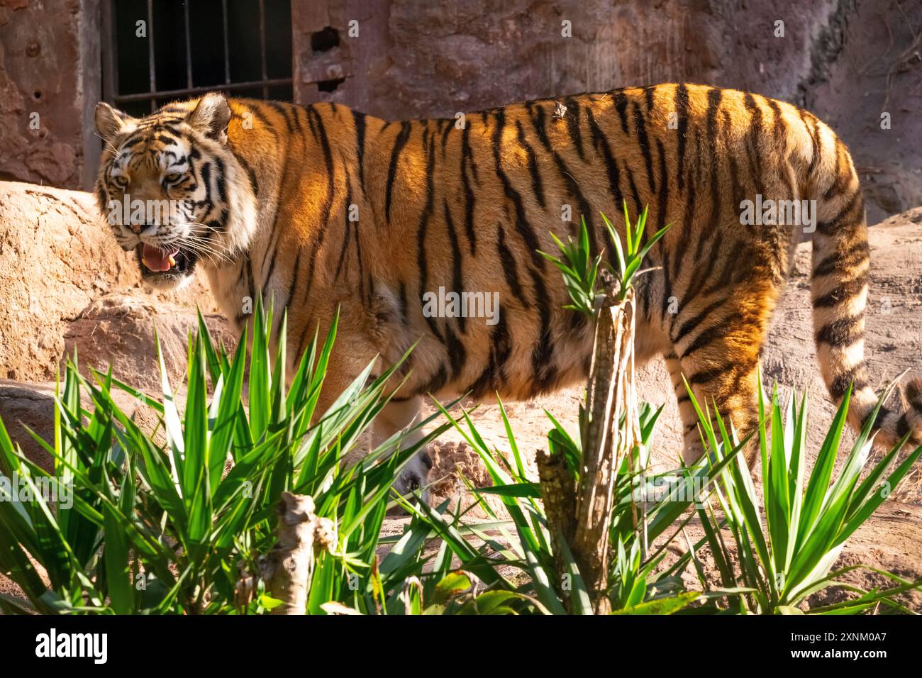 Siberian tiger at Itatiba Zoo Park, São Paulo, Brazil Stock Photo - Alamy