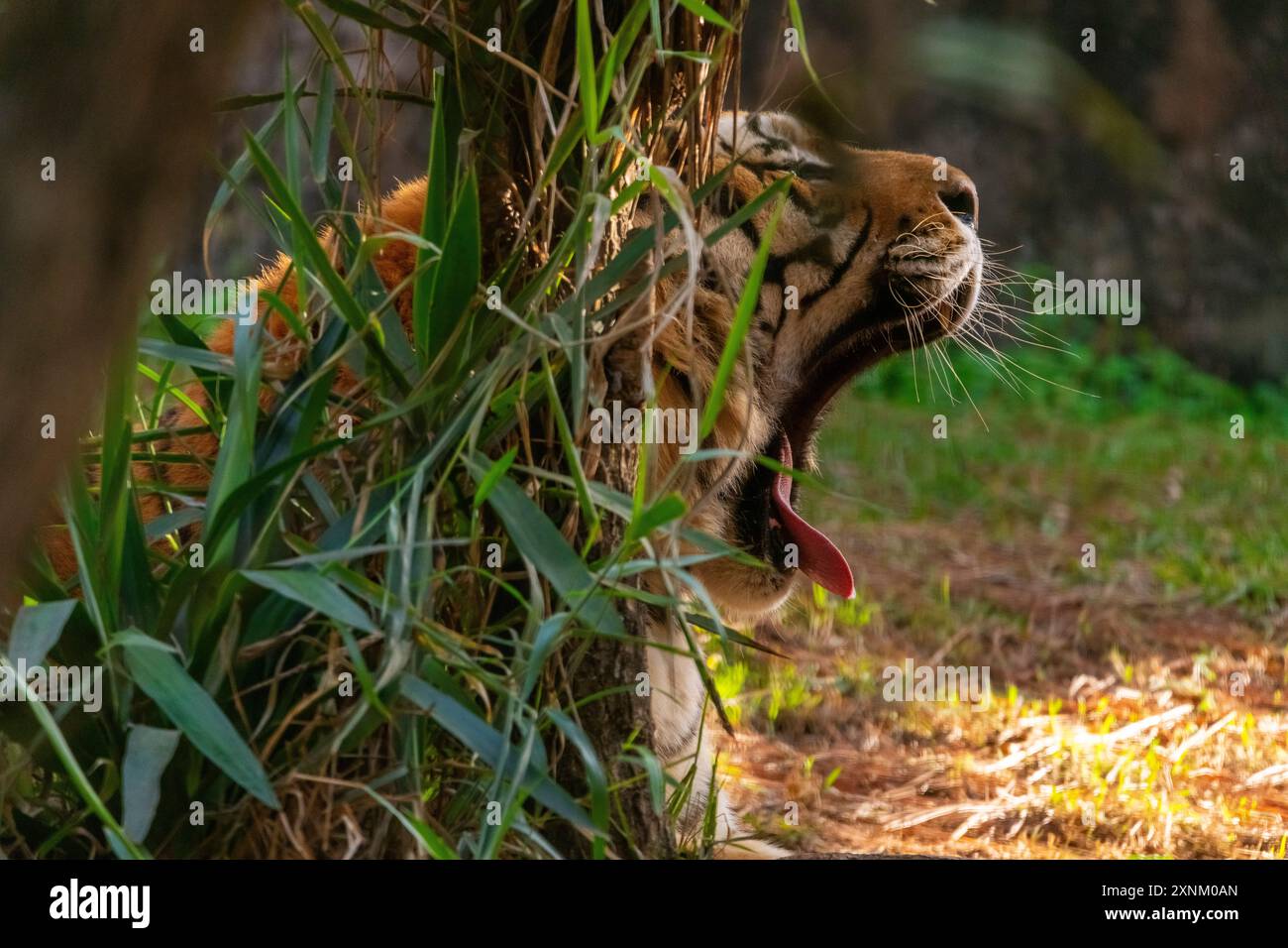 Siberian tiger at Itatiba Zoo Park, São Paulo, Brazil Stock Photo - Alamy